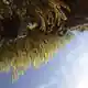 Mike's Maze dive site | PADI