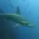 Roca ballena dive site | PADI