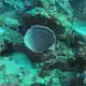 Pink Wall dive site | PADI
