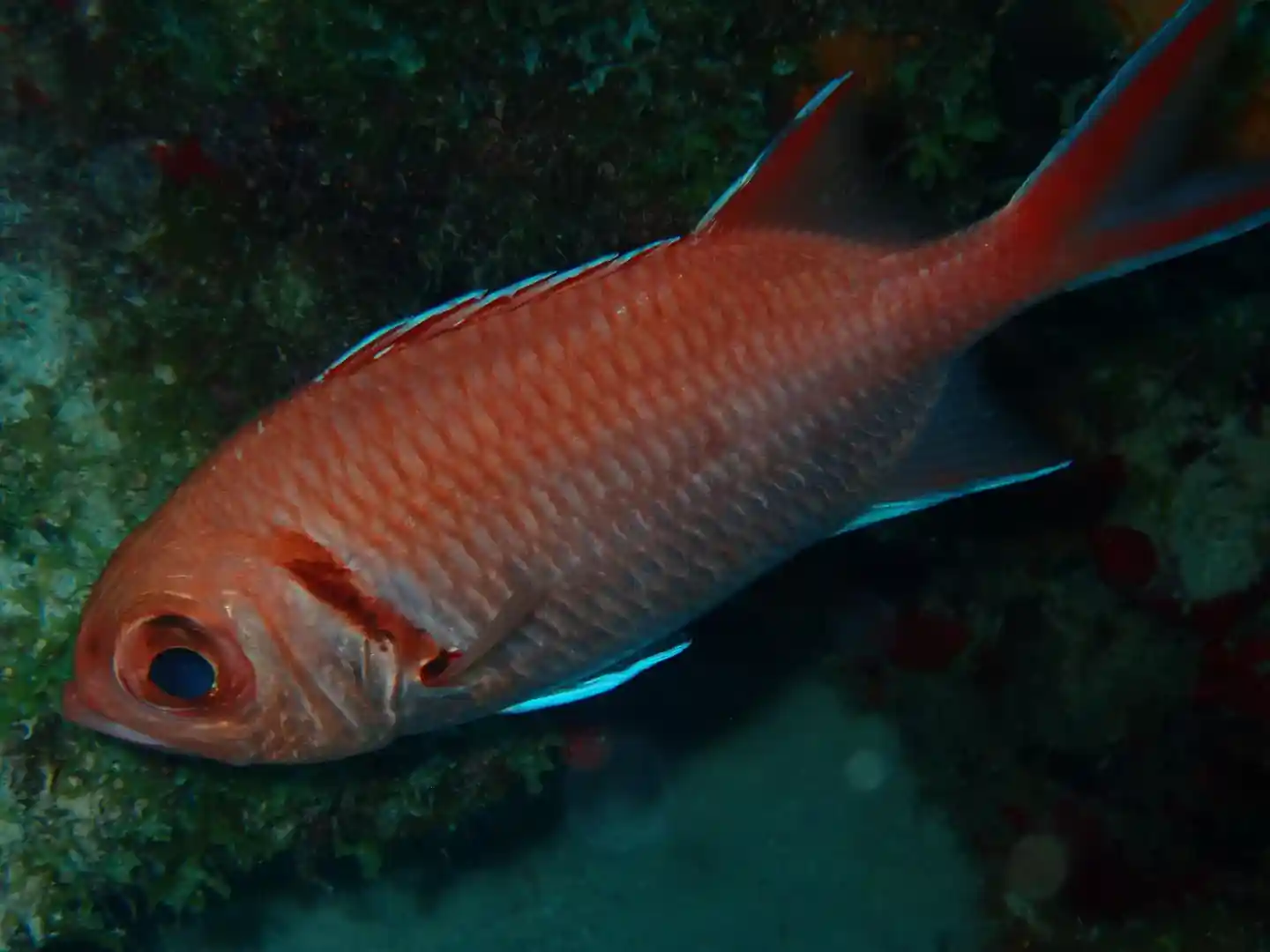 Diving in Aruba | PADI