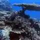 Careless Reef潜水点 | PADI